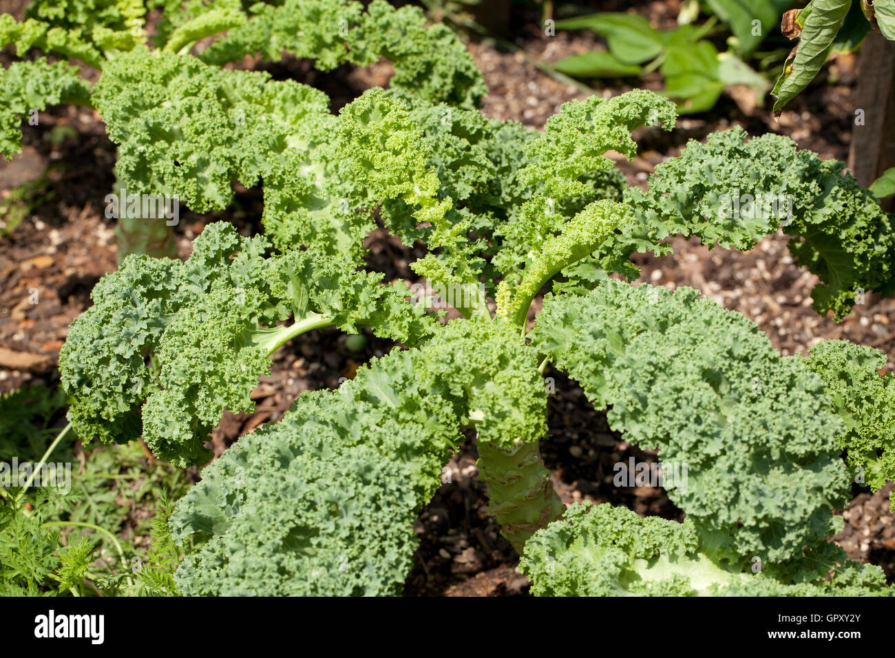 American vegetable garden hi-res stock photography and images - Alamy