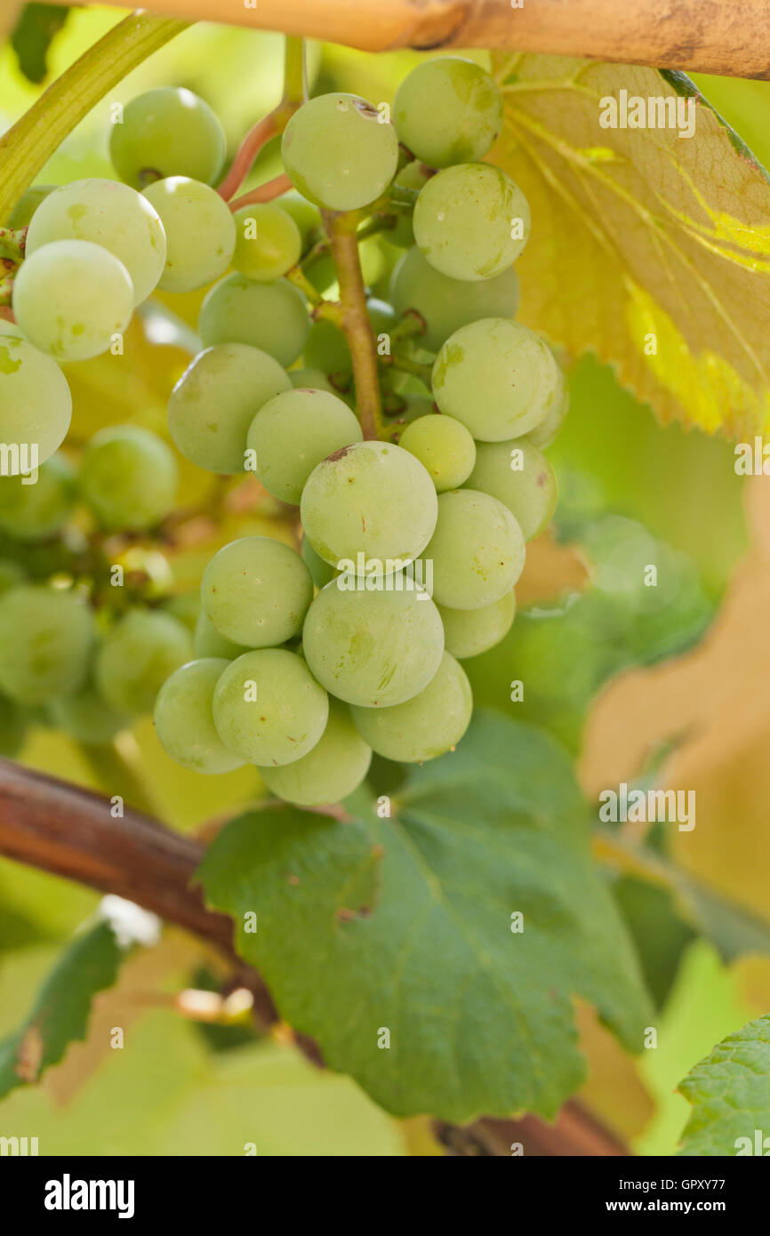 Fox grape (Vitis labrusca) fruits - USA Stock Photo - Alamy Fox grape (Vitis labrusca) fruits - USA Stock Photo - Alamy