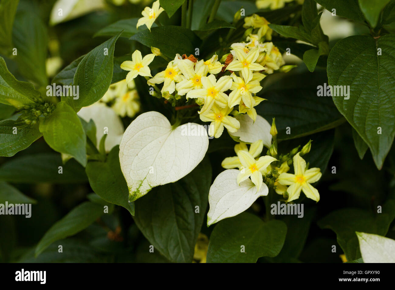 Mussaenda glabra hi-res stock photography and images - Alamy
