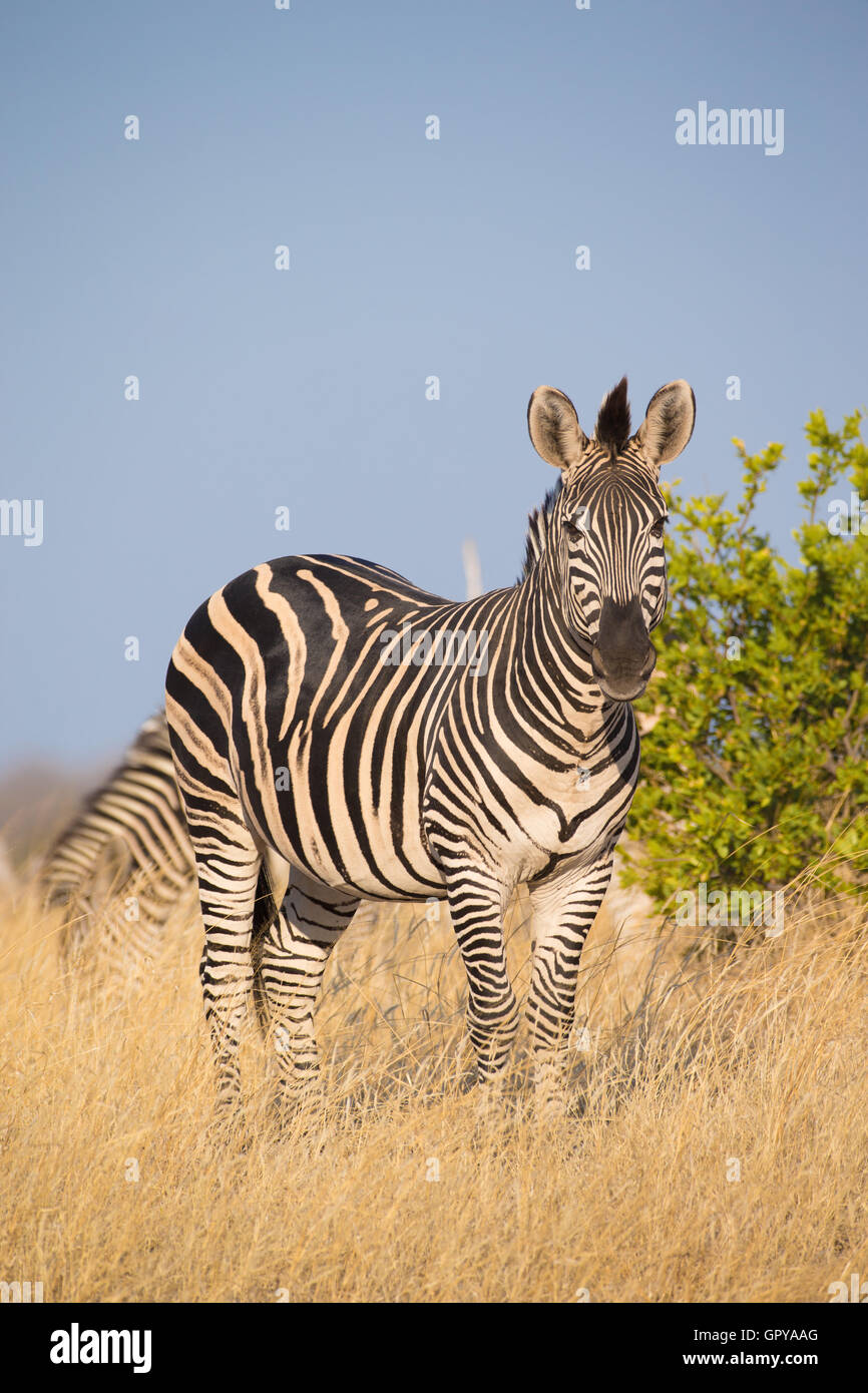 Zebra adult grass hi-res stock photography and images - Alamy