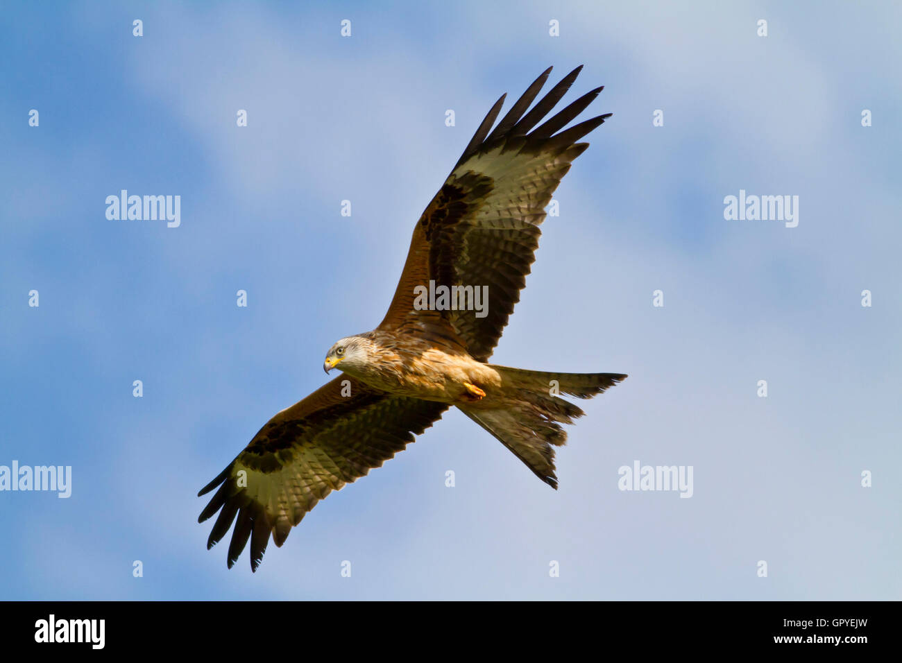 Red kite flying in Wales Stock Photo - Alamy