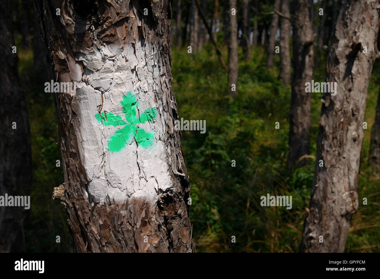 Tree trunk with path marking hi-res stock photography and images - Alamy