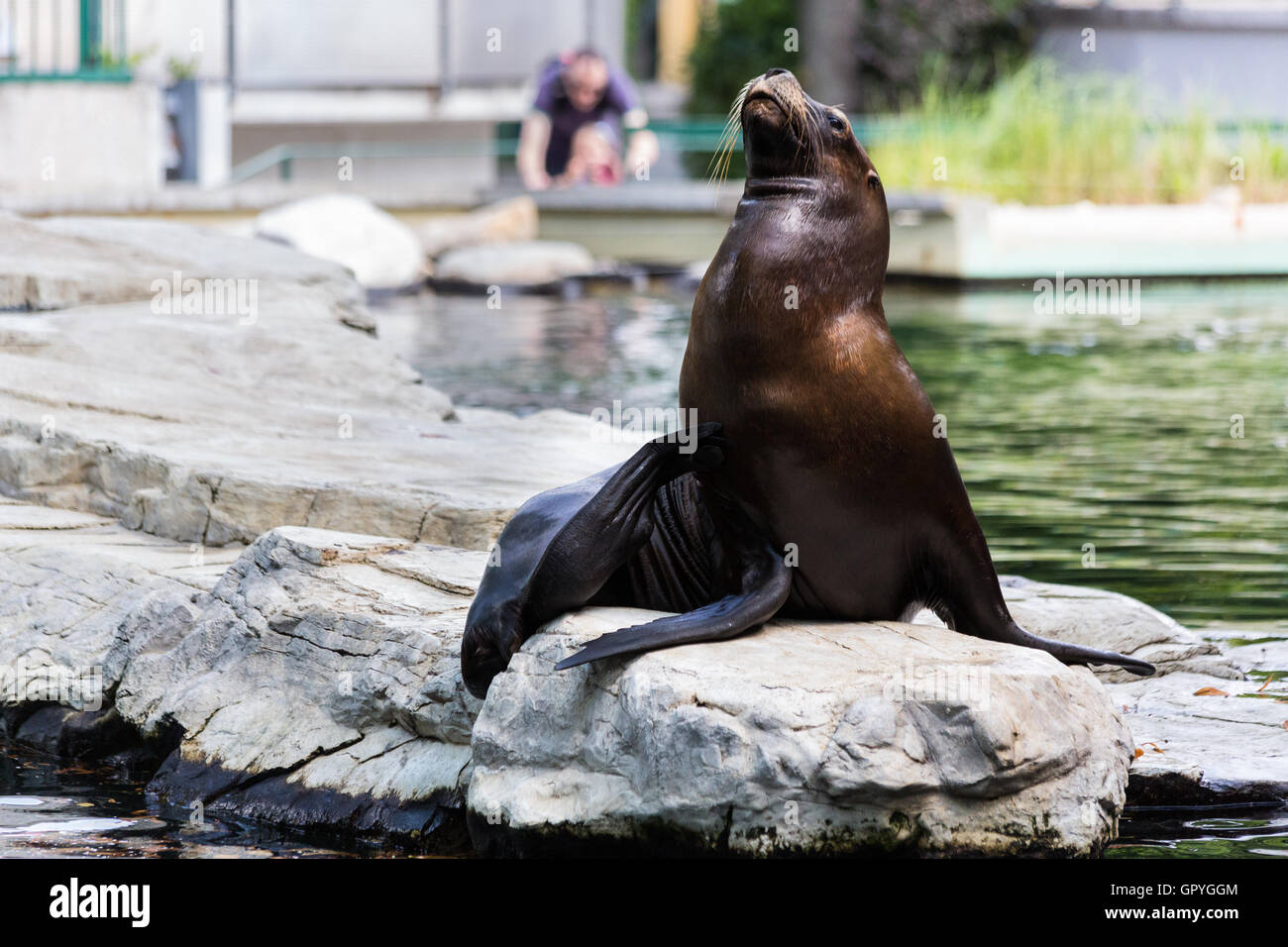 Eared seal hi-res stock photography and images - Alamy