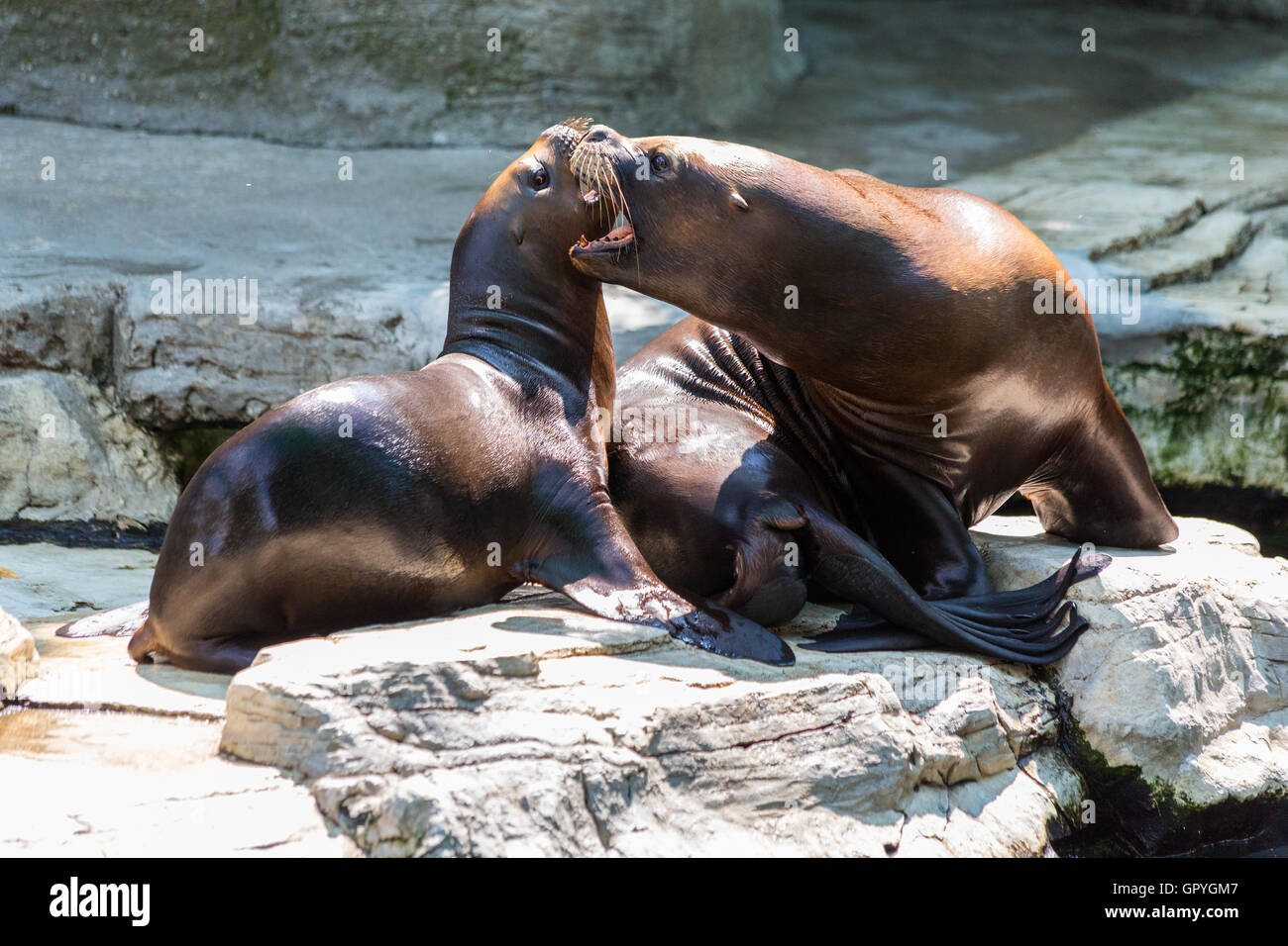Eared seal hi-res stock photography and images - Alamy