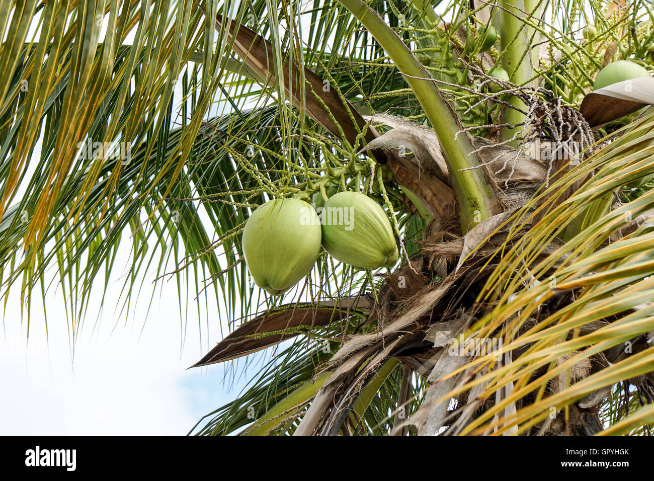 Green Royal Palms in Cuba against white clouds Stock Photo - Alamy