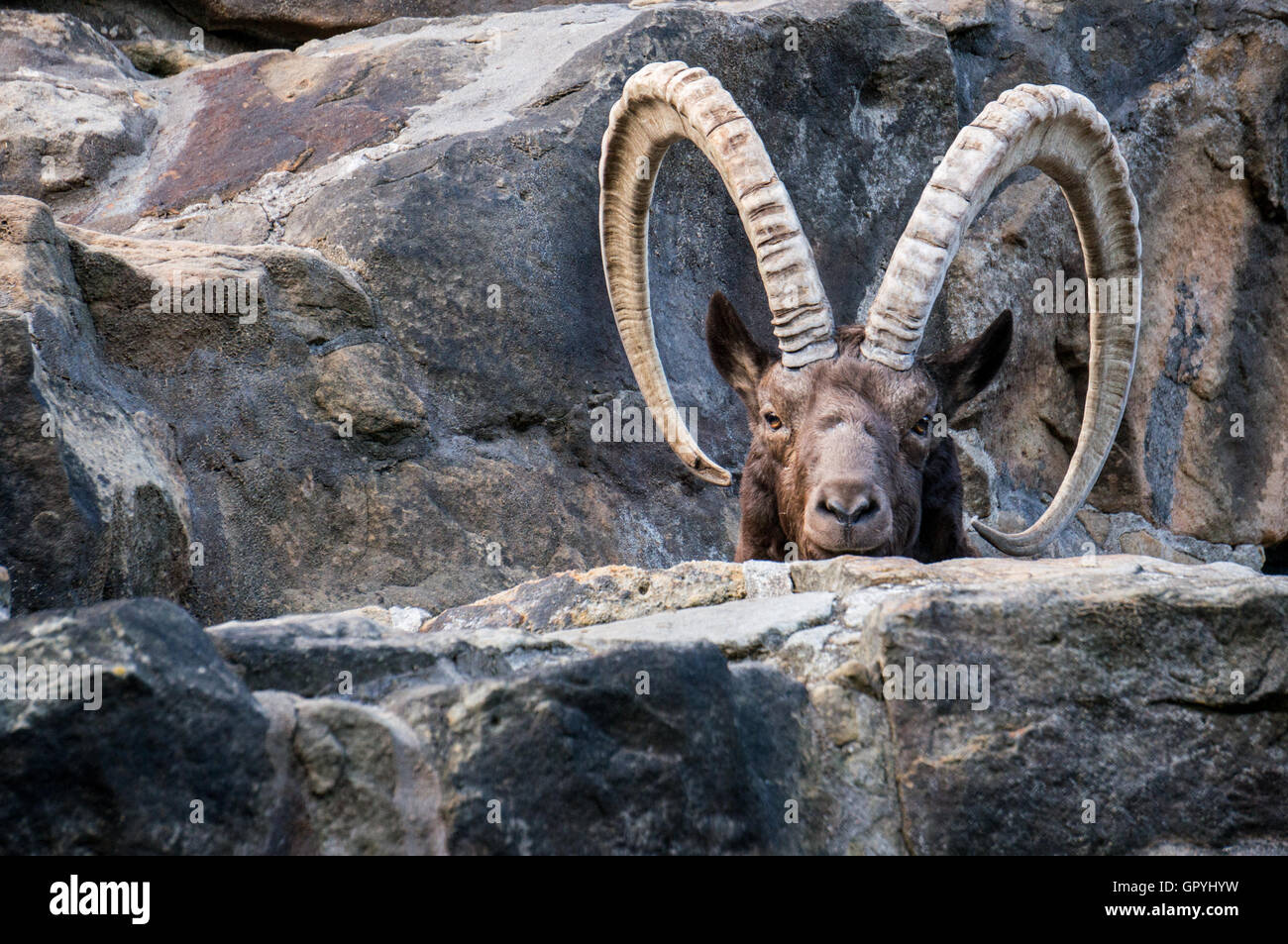 Great old Siberian ibex with big horns Stock Photo - Alamy