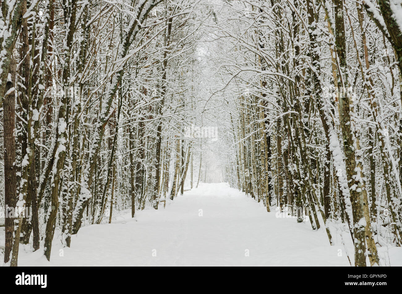 Scenic empty snowy alley, winter time landscape Stock Photo - Alamy
