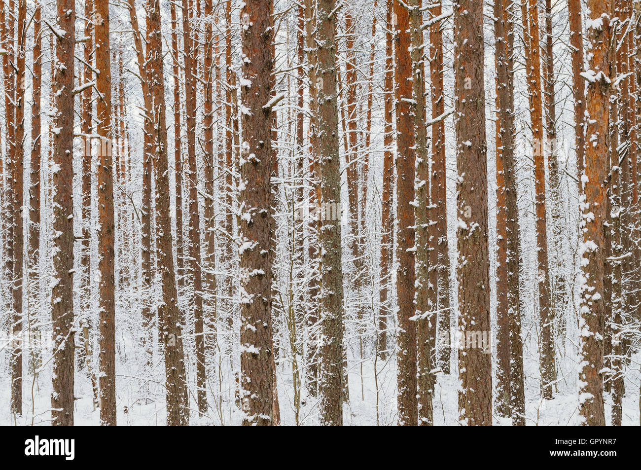 Bright pine tree trunks covered with snow, winter background Stock ...