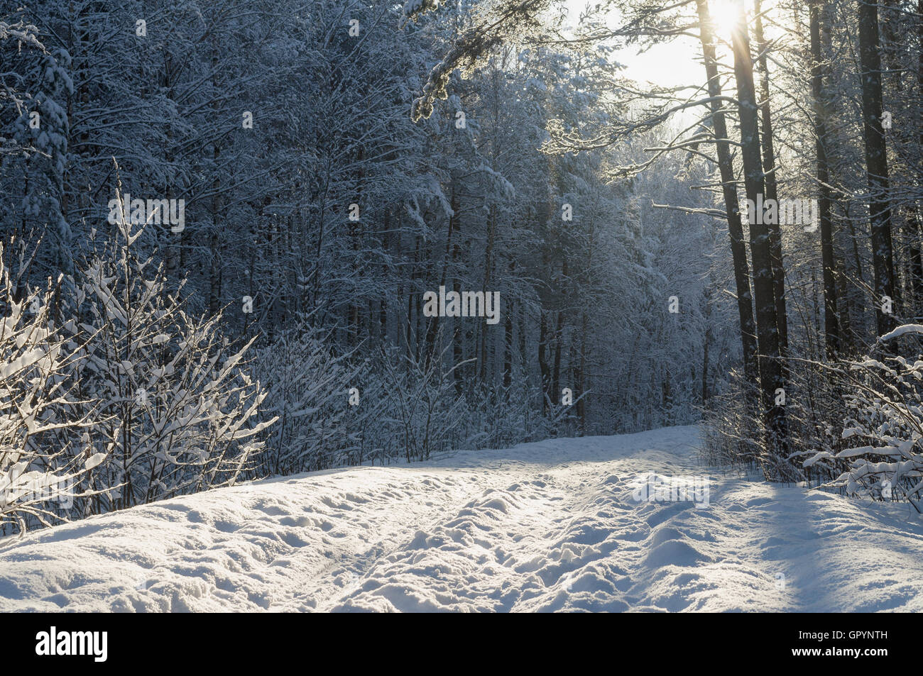 Countryside road leading through magic snowy forest Stock Photo - Alamy