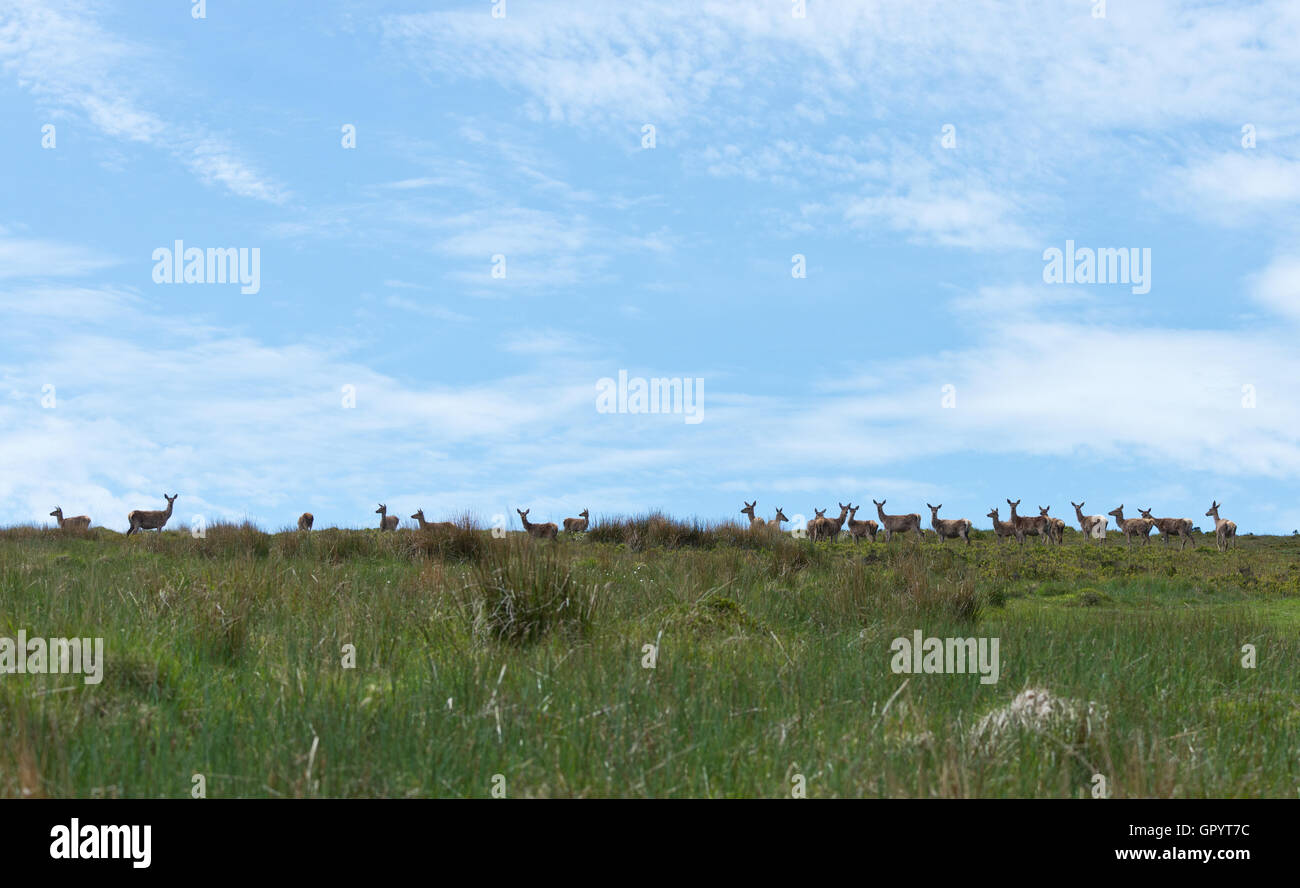 Several red deer standing on the skyline on Exmoor close to Dunkery ...