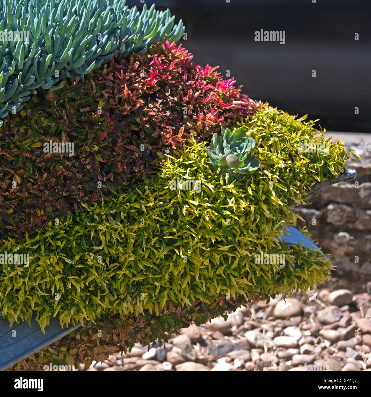Marine themed flower arrangements in the public gardens just behind the ...