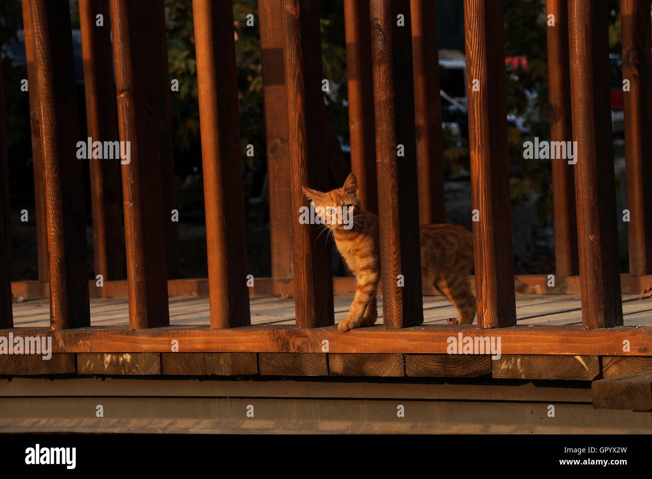 Cat on a bridge hi-res stock photography and images - Alamy