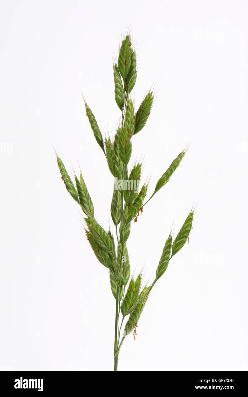 Soft brome, Bromus mollis, flowering spike with anthers exposed ...