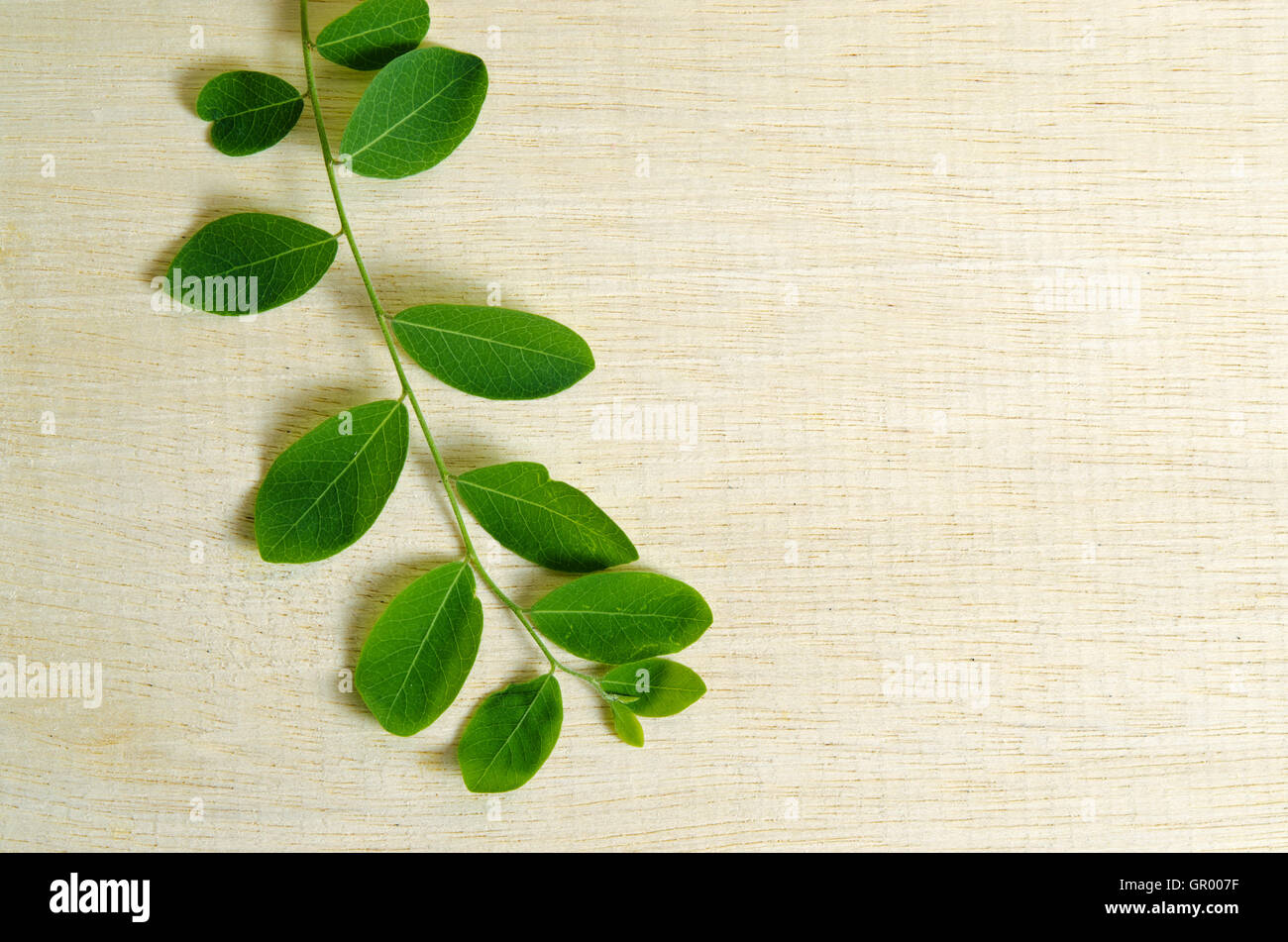 Moringa (Other names are Moringa oleifera Lam., MORINGACEAE, Futaba kom ...