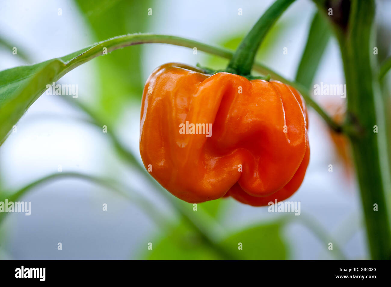 Unusual chilis at the annual Chili Fiesta at West Dean Estate in West ...