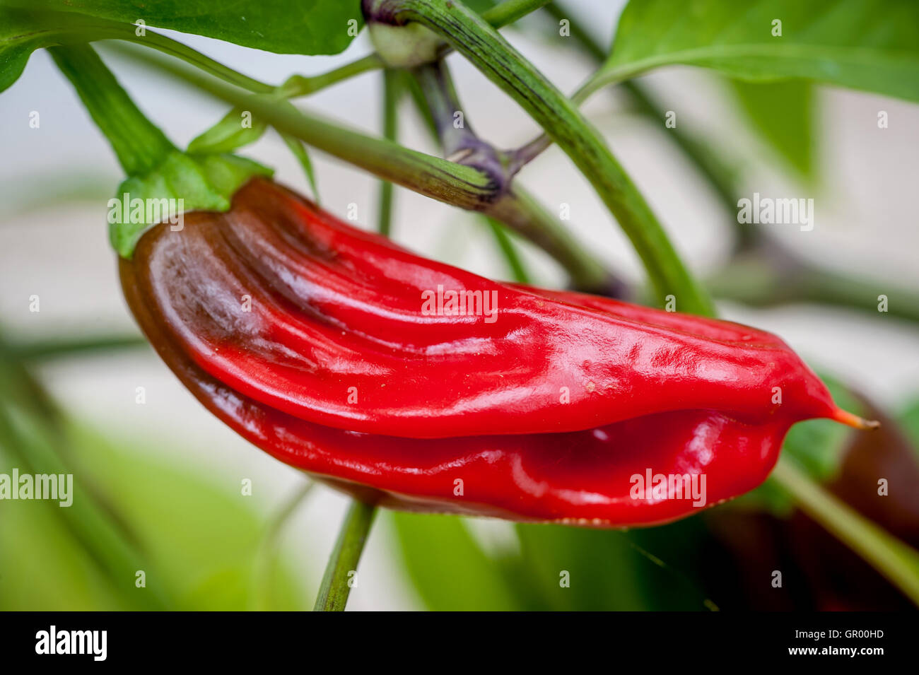 Unusual chilis at the annual Chili Fiesta at West Dean Estate in West ...