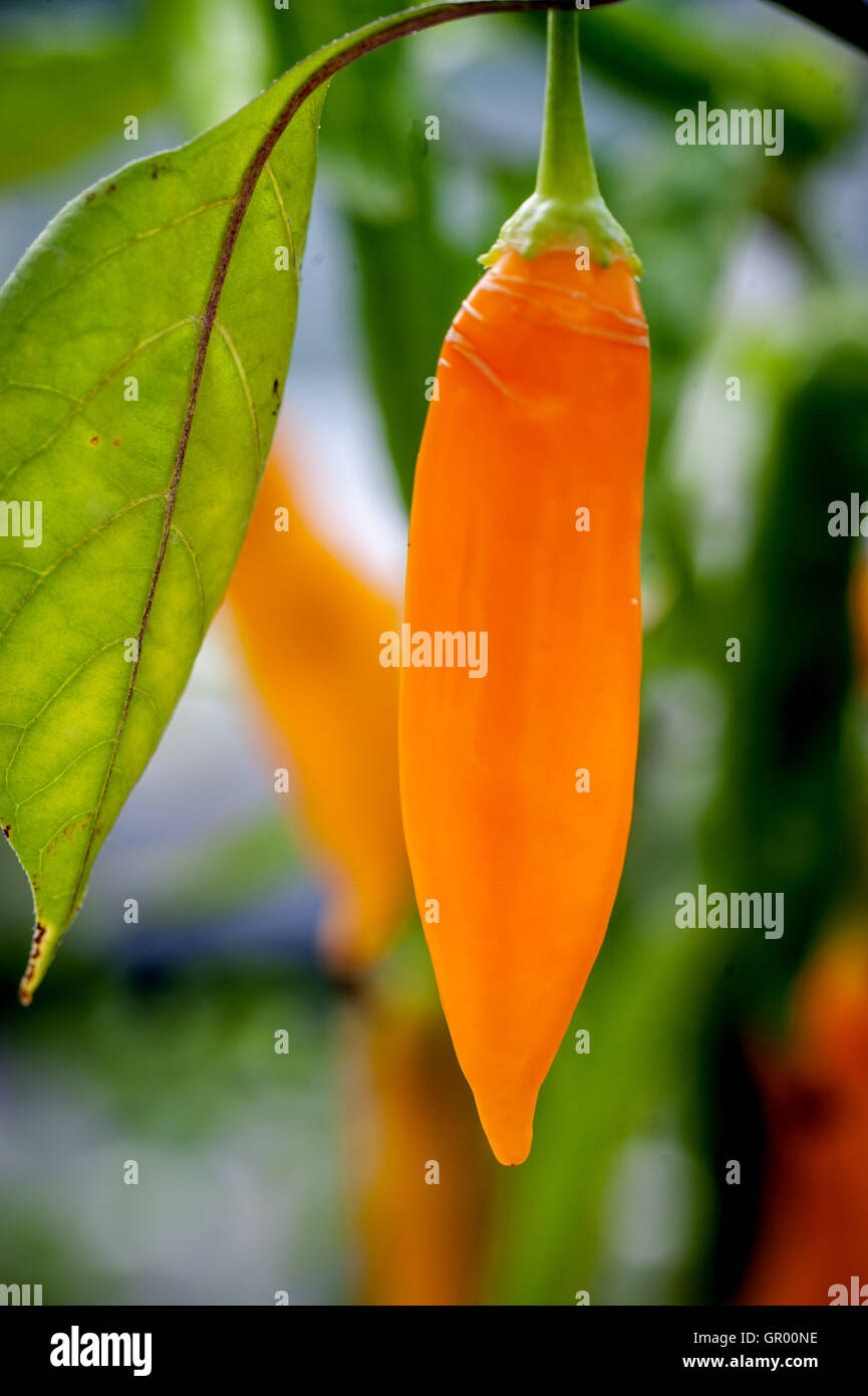 Unusual chilis at the annual Chili Fiesta at West Dean Estate in West ...