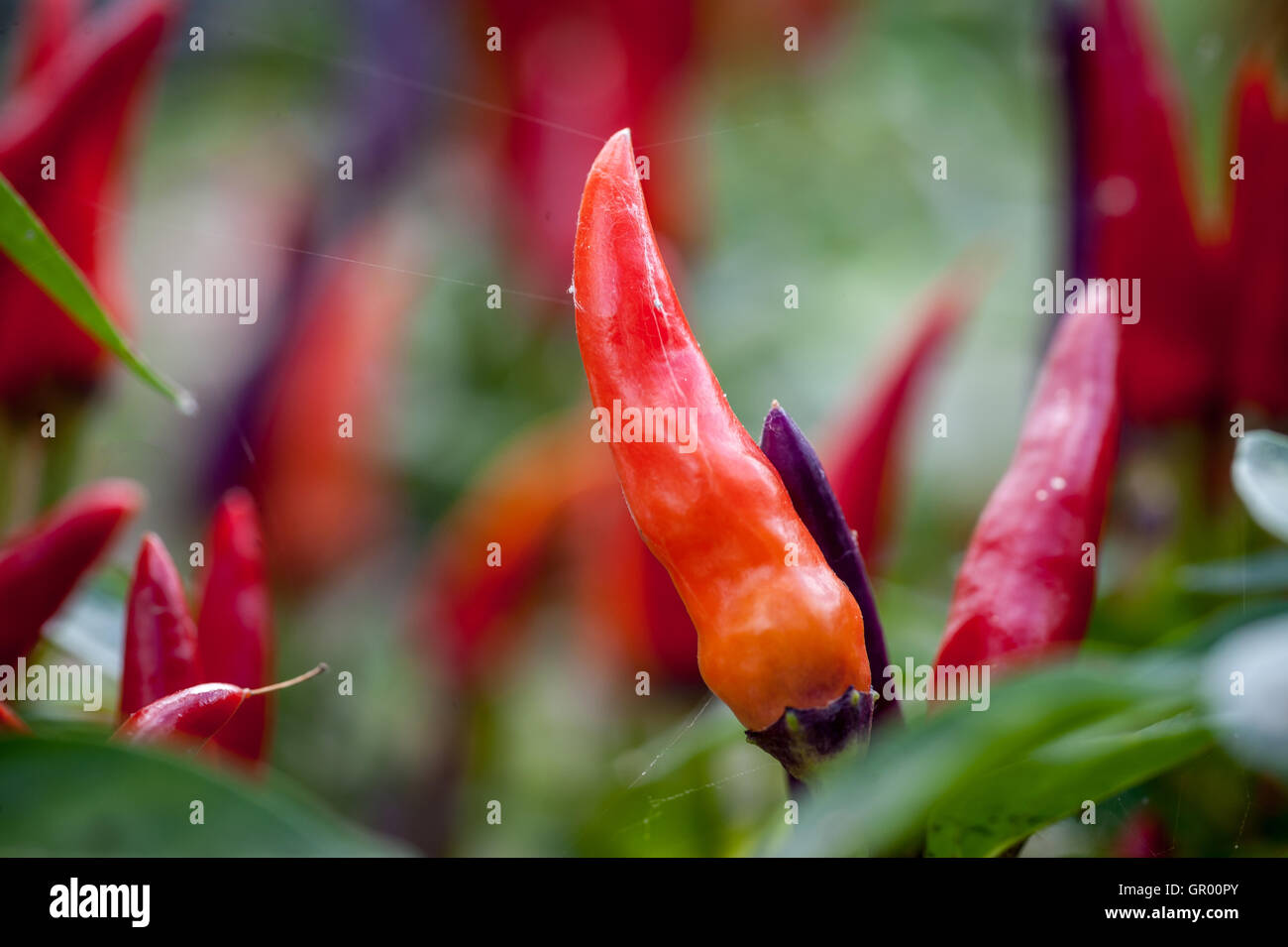 Unusual chilis at the annual Chili Fiesta at West Dean Estate in West ...