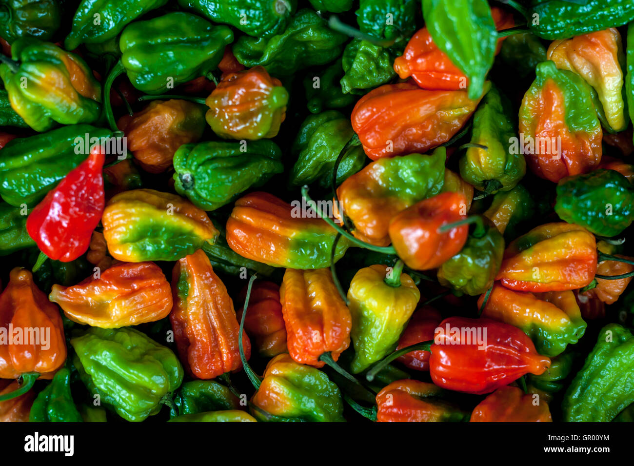 Unusual chilis at the annual Chili Fiesta at West Dean Estate in West ...
