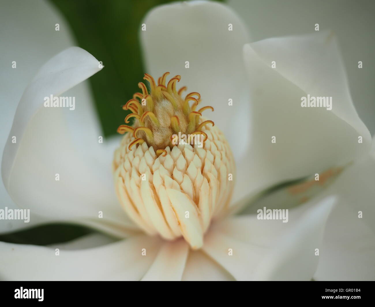Camelia Flower in close-up Stock Photo - Alamy