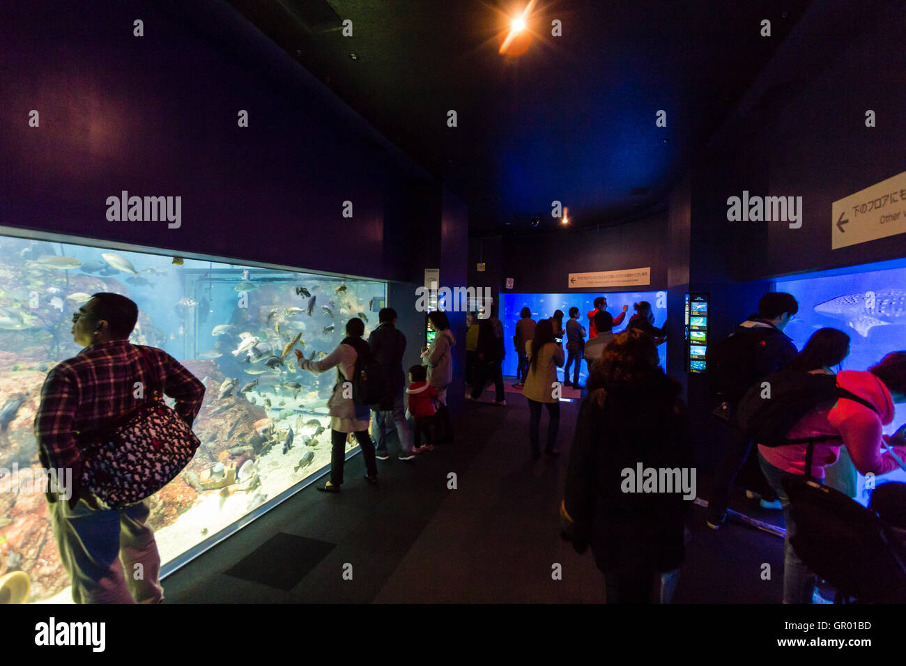 Japan, Osaka Aquarium, Kaiyukan. Interior. Great Barrier Reef tank with ...