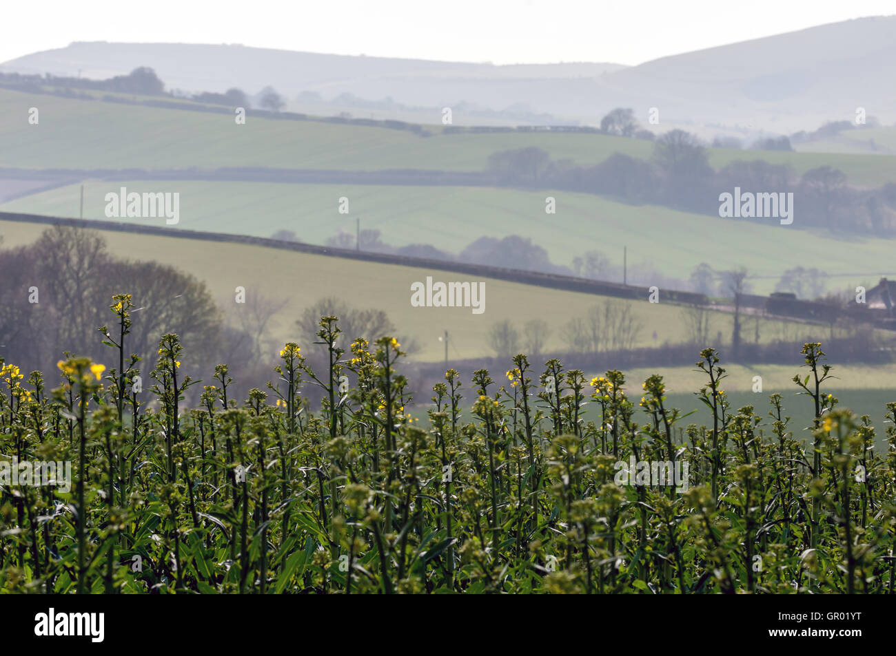 Walking over Chillerton Down on the Isle of Wight Stock Photo - Alamy