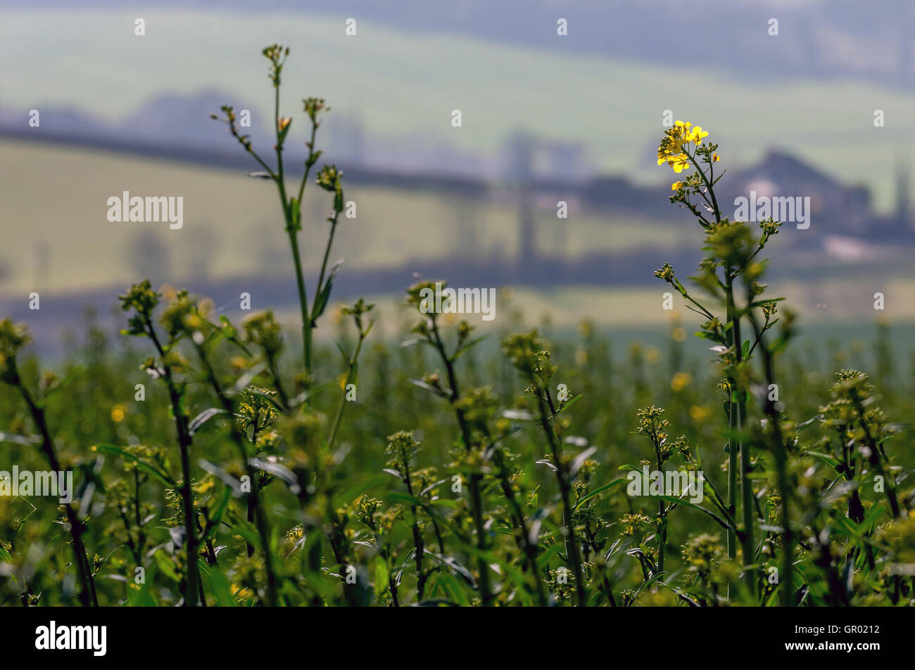 Walking over Chillerton Down on the Isle of Wight Stock Photo - Alamy