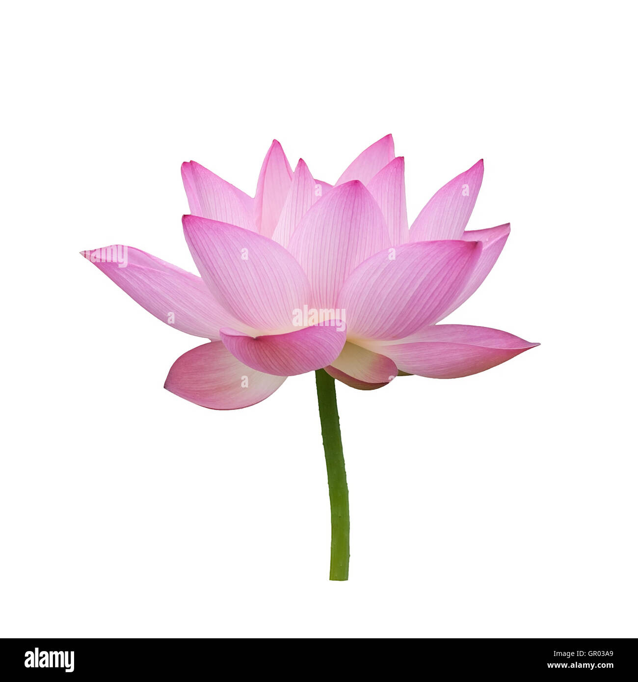 Summer background blooming pink Cut Out Stock Images & Pictures - Alamy