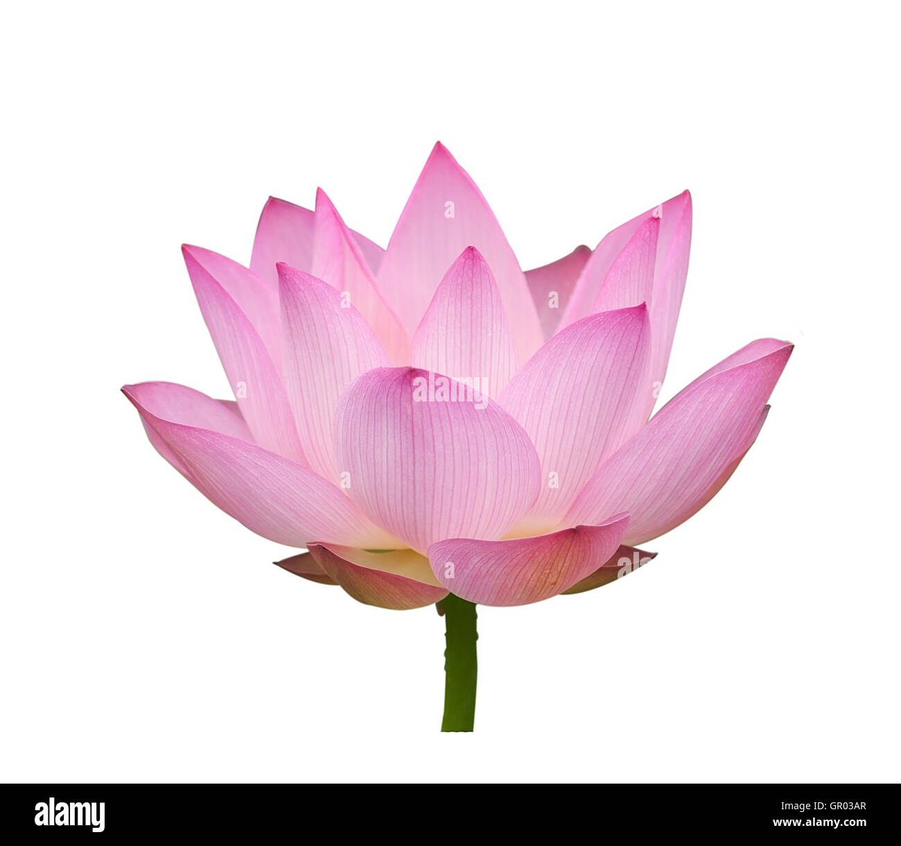 beautiful lotus blooming in summer Stock Photo - Alamy