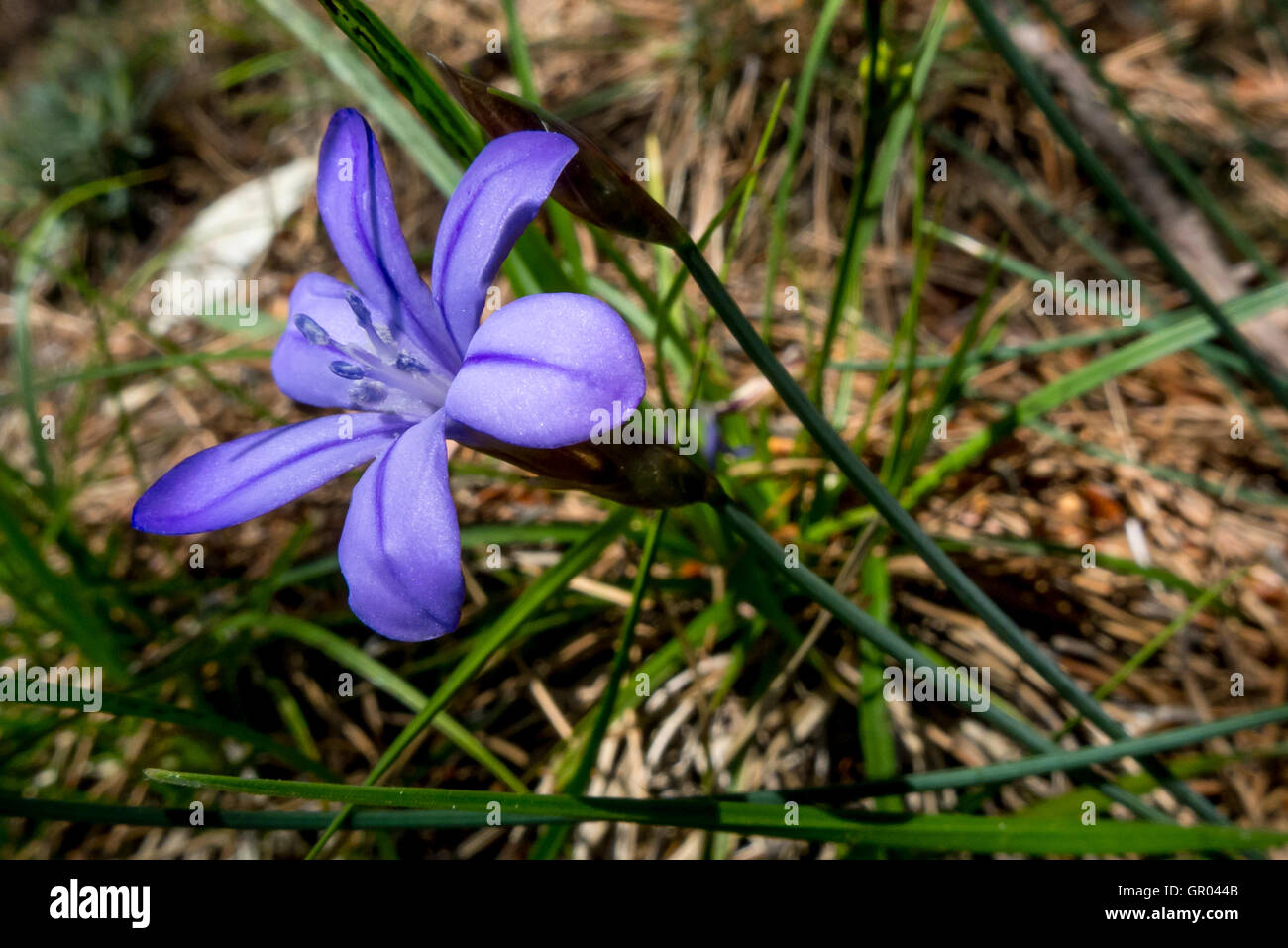 Pretty wild flowers beautiful hi-res stock photography and images - Alamy