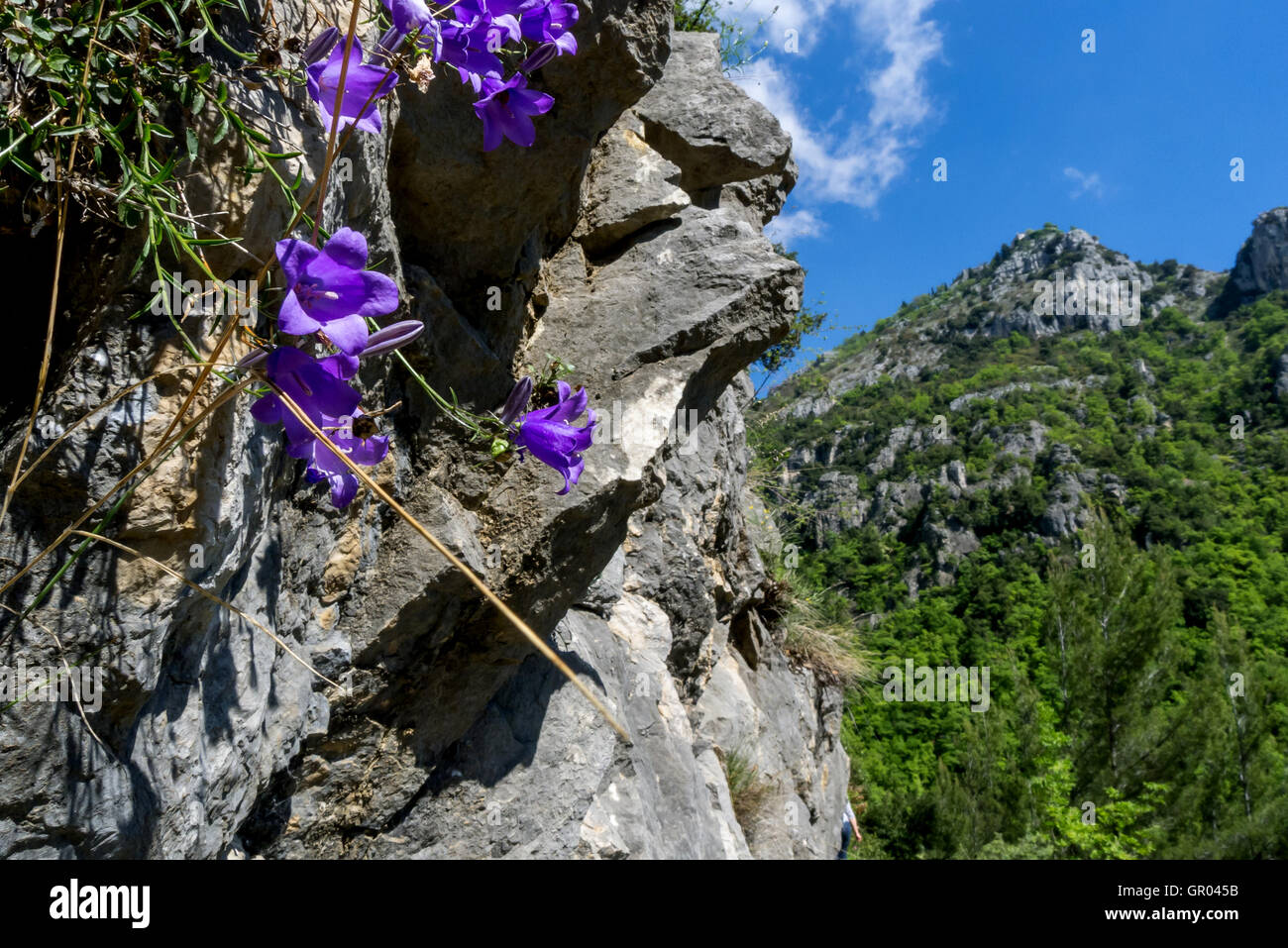 Pretty wild flowers on a mountain path in the south of France, near ...