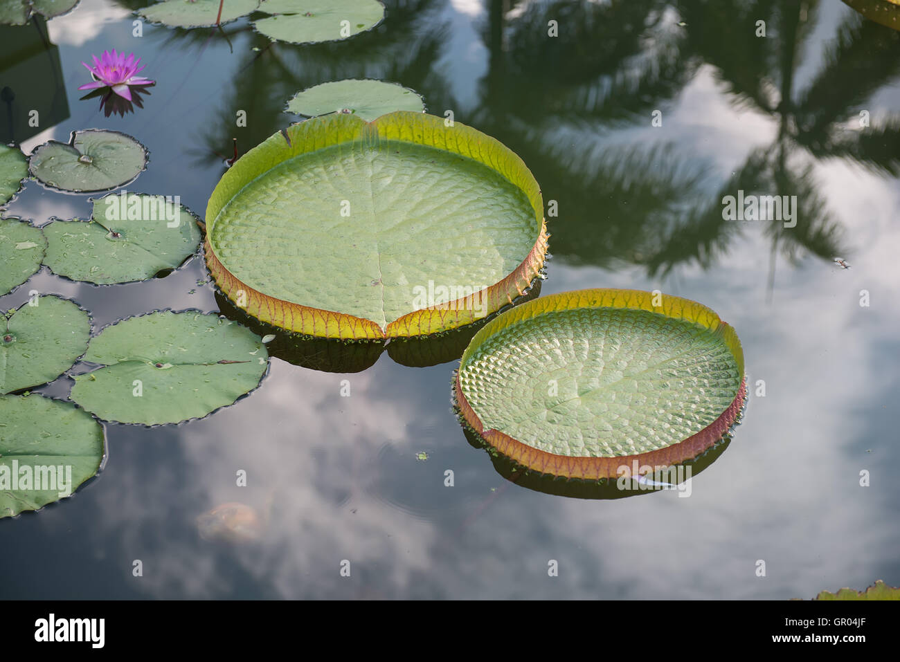 Huge floating lotus,Giant Amazon water lily,Victoria amazonia Stock ...