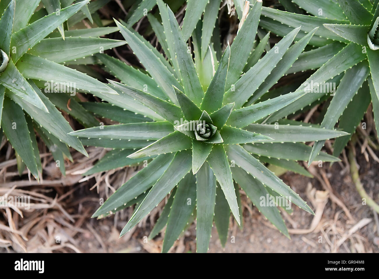 Sharp pointed agave plant leaves Stock Photo - Alamy