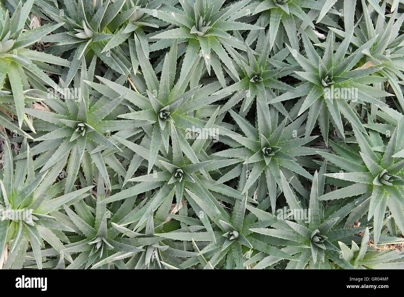 Sharp pointed agave plant leaves Stock Photo - Alamy