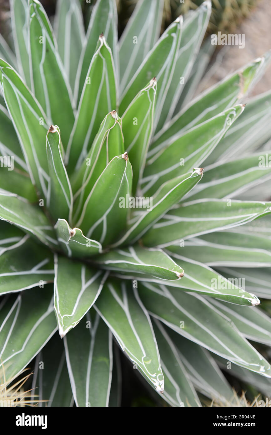Sharp pointed agave plant leaves Stock Photo - Alamy