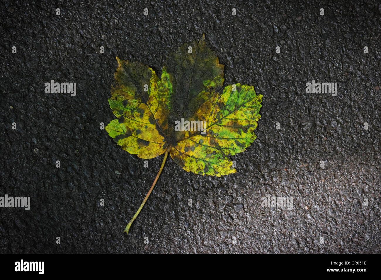 Bruised leaf hi-res stock photography and images - Alamy