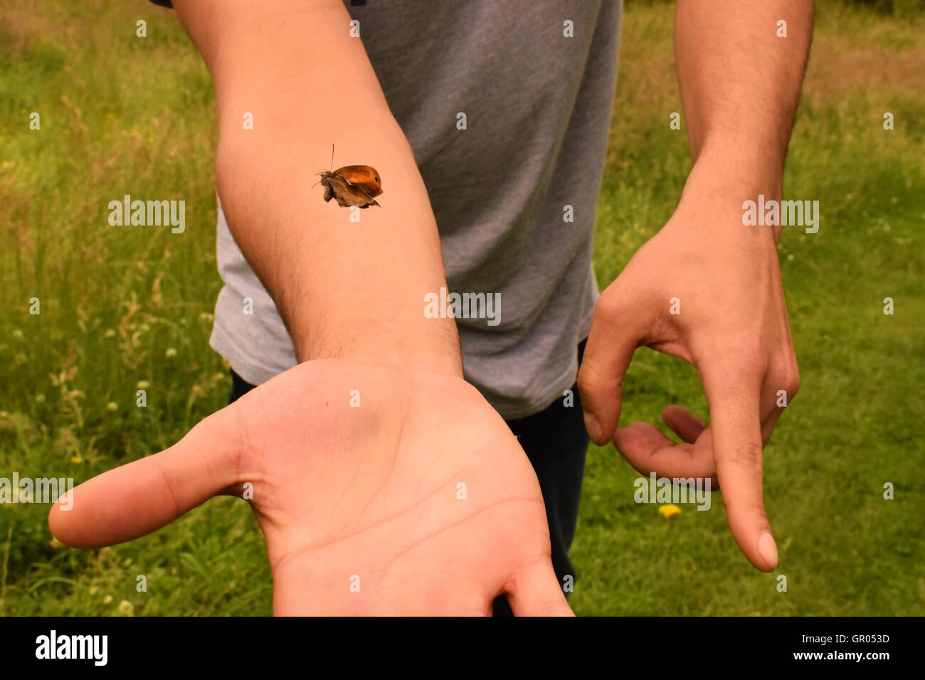 Butterfly Flying High Resolution Stock Photography and Images - Alamy