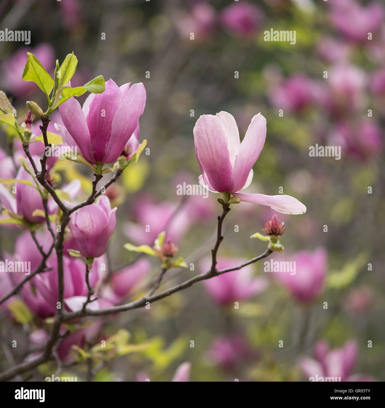 pink magnolia flowers Stock Photo - Alamy