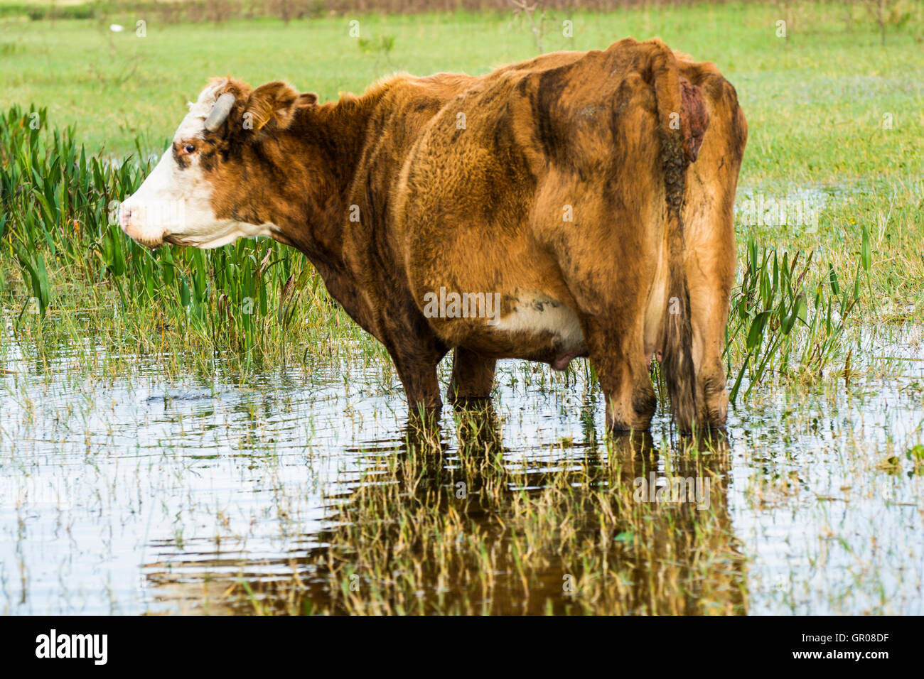Swamp Cow High Resolution Stock Photography and Images - Alamy