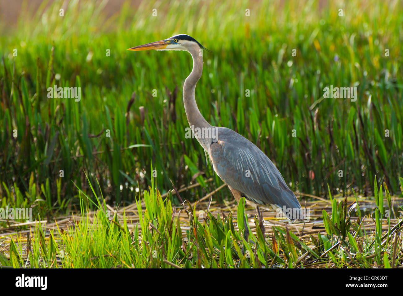 This is a shot of a Great Blue heron standing in the marsh at the edge ...