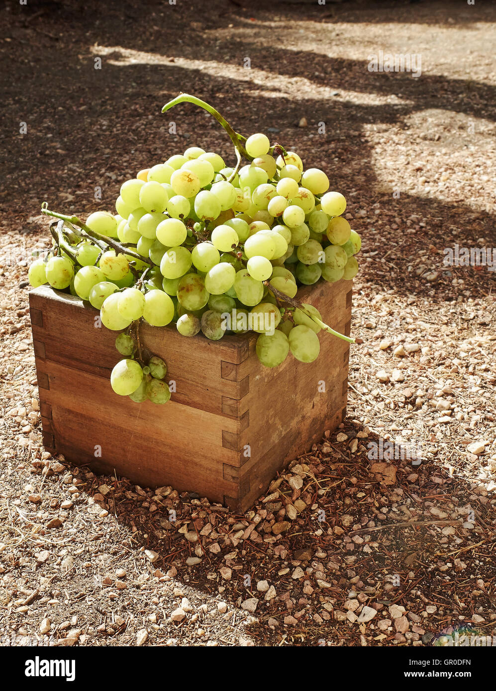Box white grape hi-res stock photography and images - Alamy