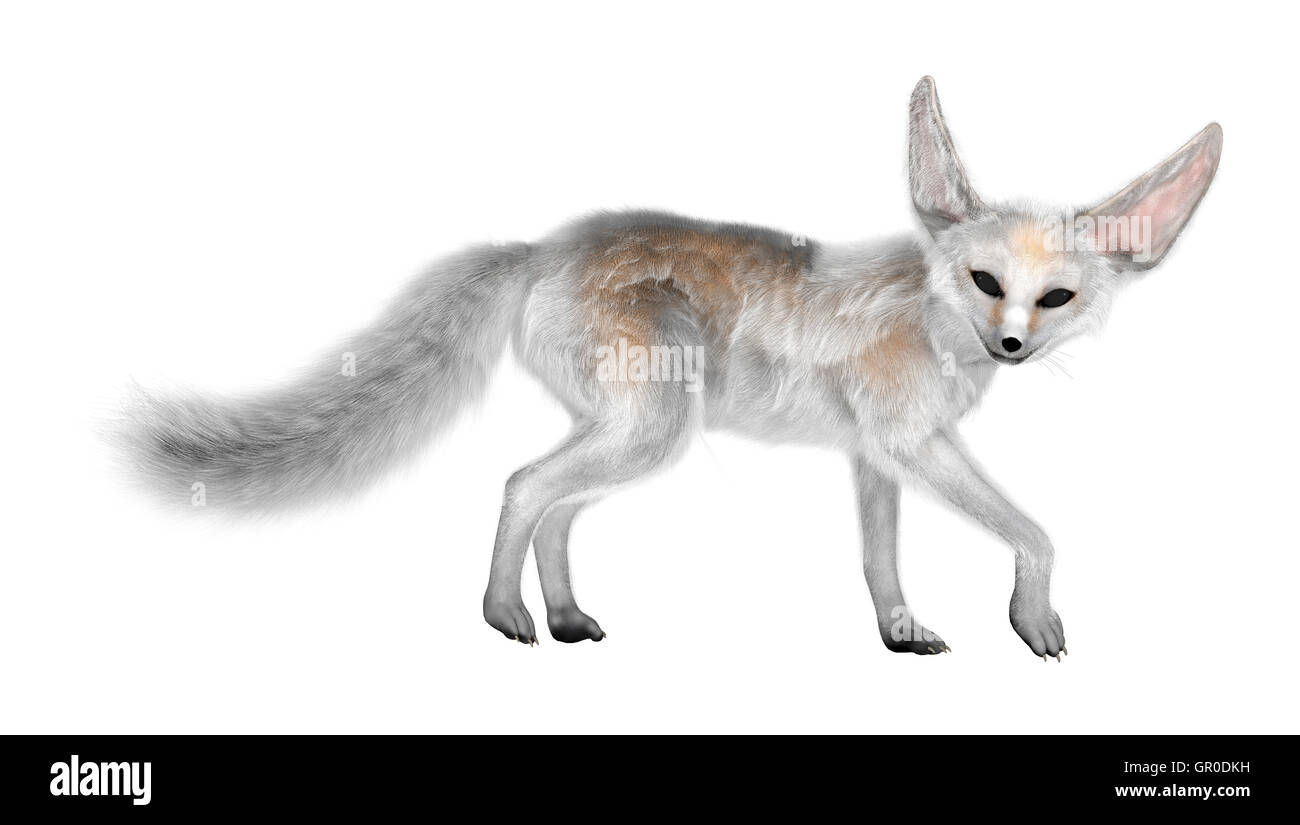 3D rendering of a fennec fox isolated on white background Stock Photo ...