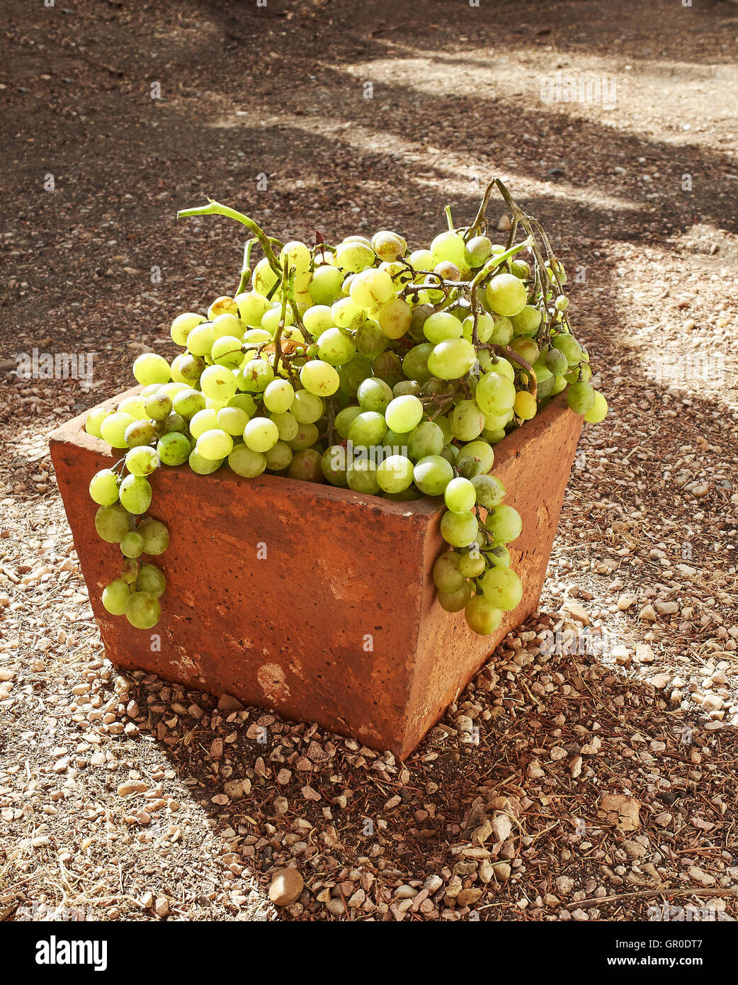 Grapes bowl hi-res stock photography and images - Alamy