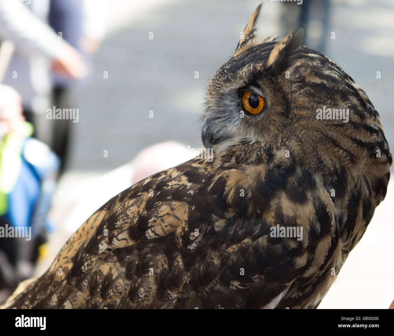 A spectacular owl in Newcastle Stock Photo - Alamy