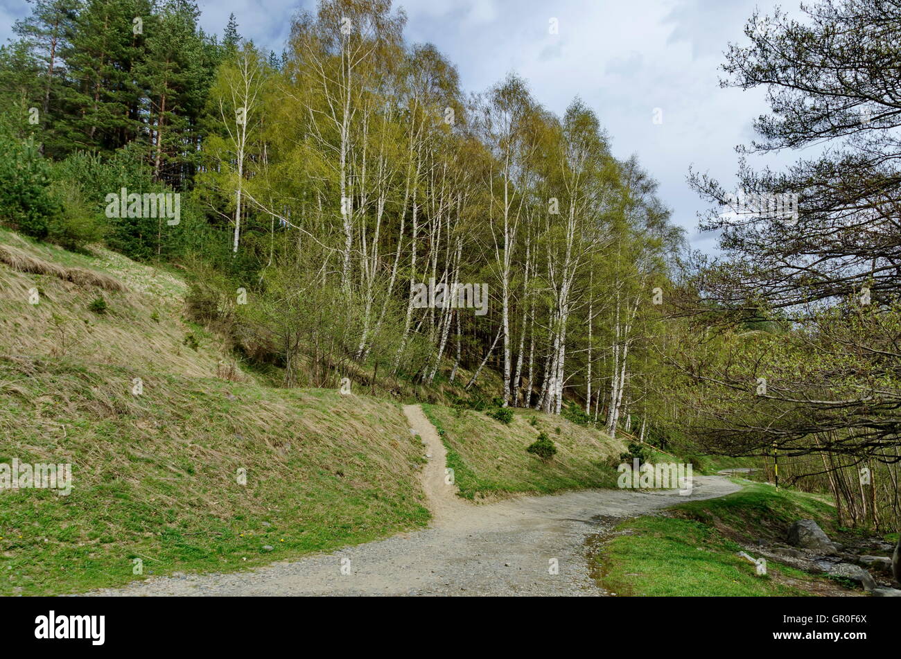 Vitosha mountain forest birch and conifer Stock Photo - Alamy