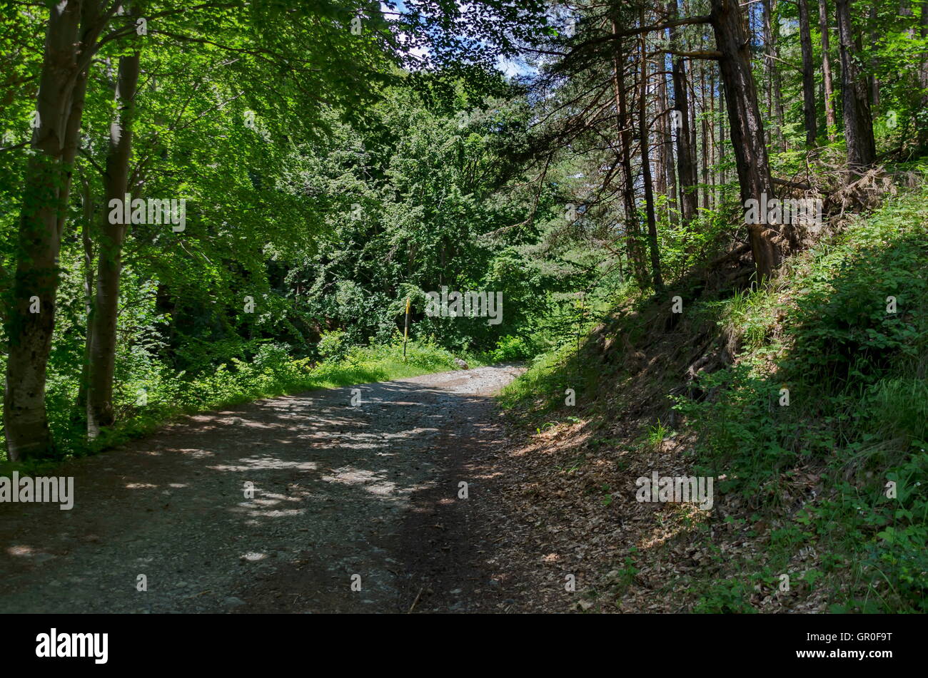 Vitosha mountain forest birch and conifer Stock Photo - Alamy
