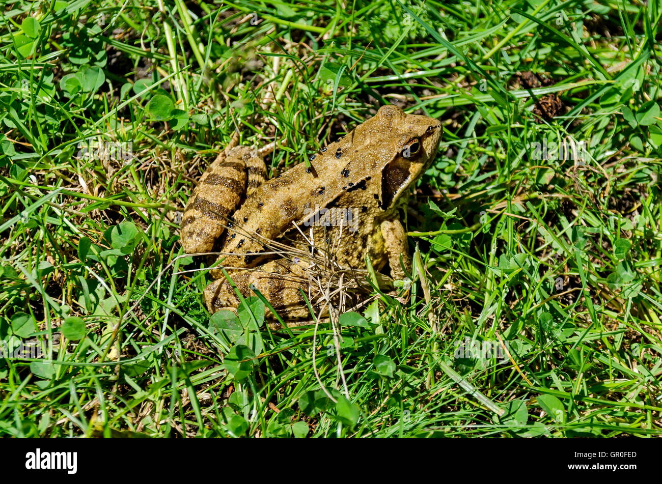 Animals frog hi-res stock photography and images - Alamy