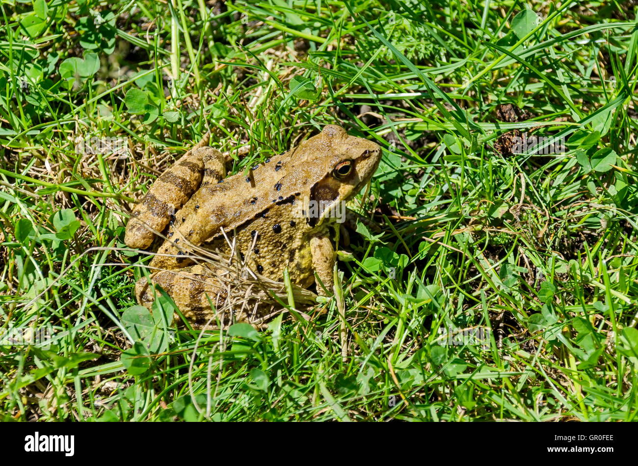 Meadow tree frog hi-res stock photography and images - Alamy