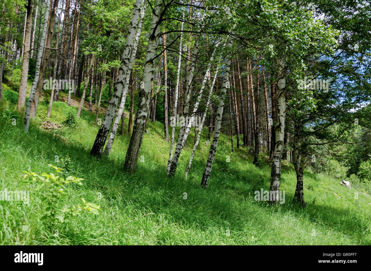 Vitosha mountain forest birch and conifer Stock Photo - Alamy