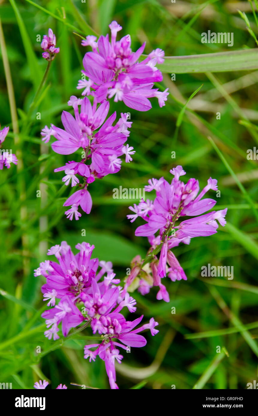 Sofia flowers hi-res stock photography and images - Alamy